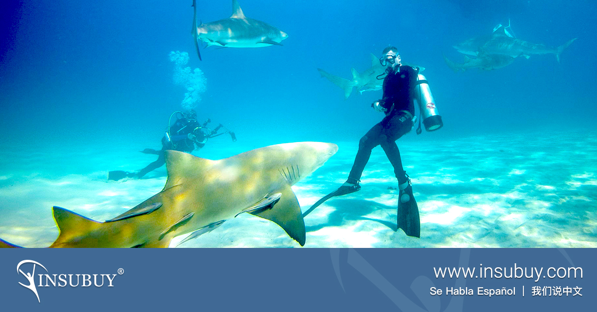 Shark Diving Travel Insurance